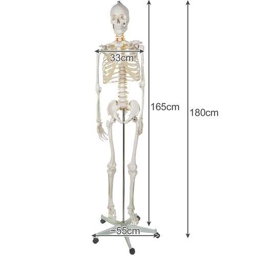 Life-size Skeleton with Stand and Wheels