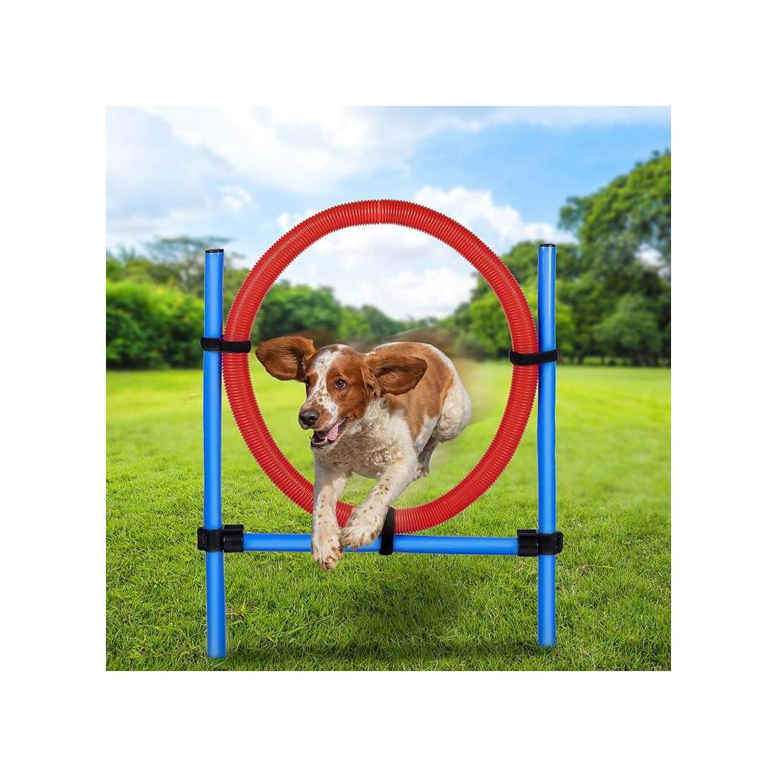 Agility Obstacle with Ring