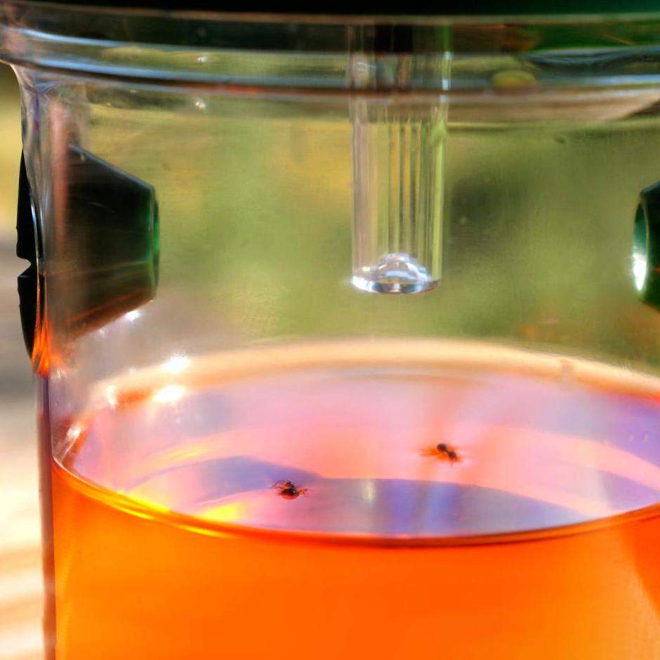 Solar Powered Insect Trap